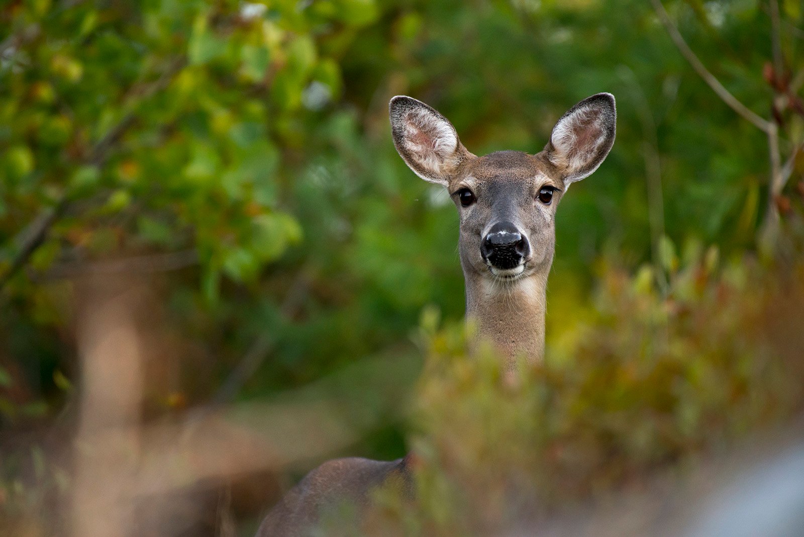 In Defense Of The Zoom Lens