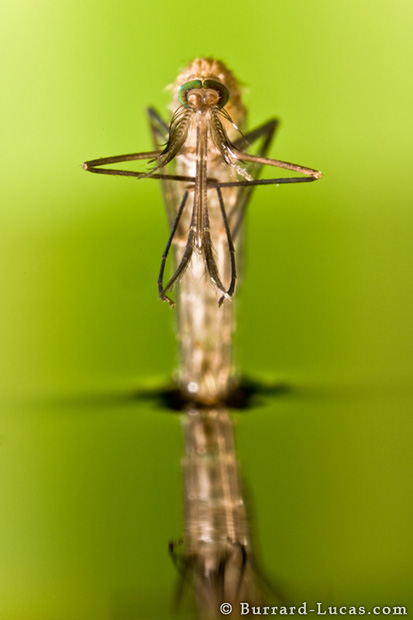 Macro Portraits of Emerging Mosquitoes