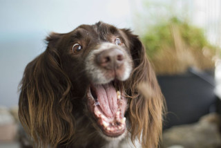 How to Photograph a Super Happy Dog | PetaPixel