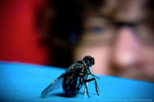 Creative Macro Photographs of a Fun-Loving Fly | PetaPixel