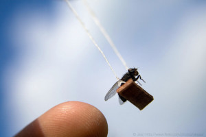 Creative Macro Photographs of a Fun-Loving Fly | PetaPixel