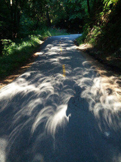 Tree Leaves as "Pinhole Cameras" During a Solar Eclipse | PetaPixel