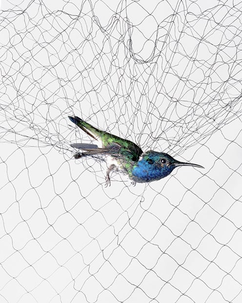 Photographs of Birds Caught in Mist Nets | PetaPixel