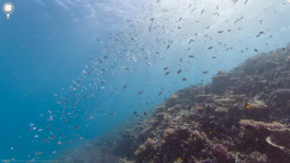 Google Street View Now Has Underwater Panoramas of the Great Barrier ...