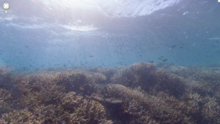 Google Street View Now Has Underwater Panoramas of the Great Barrier ...