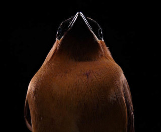 Beautiful Studio Portraits of Injured Birds at a Bird Sanctuary | PetaPixel