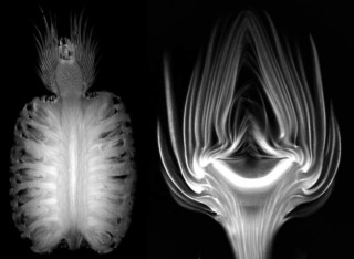 Beautiful Animations Showing MRI Scans of Fruits and Vegetables | PetaPixel