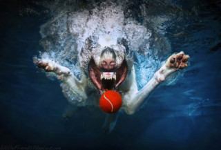How Photographer Seth Casteel Shoots His Viral Underwater Photos of ...