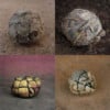 Photos of Makeshift Soccer Balls Used by Children in Africa | PetaPixel
