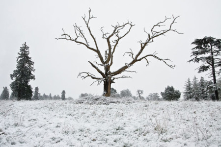 A Photographic Study of One Tree Over Many Years and Seasons | PetaPixel