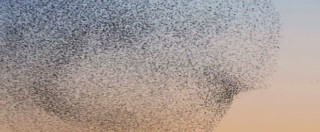 Mesmerizing Footage of Thousands Upon Thousands of Birds Dancing in the ...