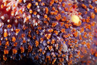 Beautiful Macro Photographs of Various Starfish Up Close | PetaPixel