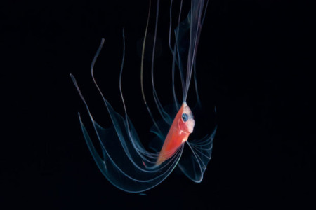 Beautiful Close-Up Underwater Photos of Luminous Sea Creatures | PetaPixel