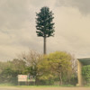 Photos of Cell Phone Towers Disguised as Fake Trees | PetaPixel