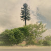 Photos of Cell Phone Towers Disguised as Fake Trees | PetaPixel