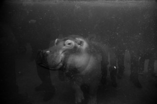 Gloomy Portraits of Zoo Animals Living In their Manmade Worlds | PetaPixel