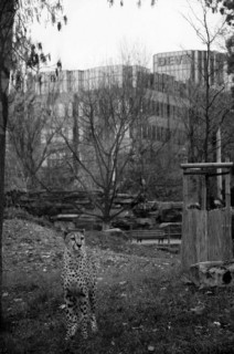 Gloomy Portraits of Zoo Animals Living In their Manmade Worlds | PetaPixel