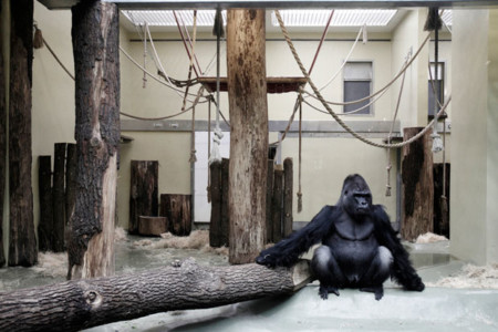 Gloomy Portraits of Zoo Animals Living In their Manmade Worlds | PetaPixel