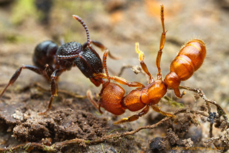 Intense Macro Photos of Ants Battling to the Death | PetaPixel