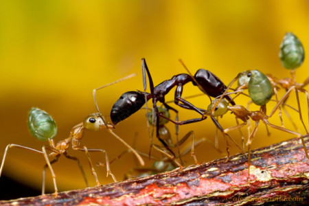 Intense Macro Photos of Ants Battling to the Death | PetaPixel
