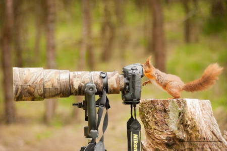 Photographing the Endangered European Red Squirrel | PetaPixel