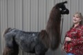 Heartwarming Photos of Therapy Llamas Interacting with Patients at a ...