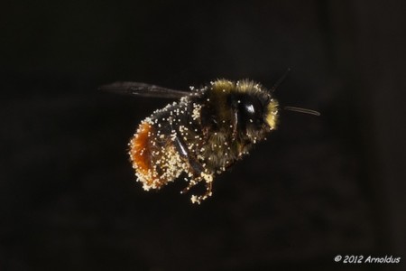 ArnoSync: An Impressive DIY High-Speed Insect Photography Rig | PetaPixel