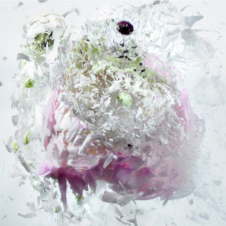 Awesome High-Speed Photos of Flowers Exploding | PetaPixel