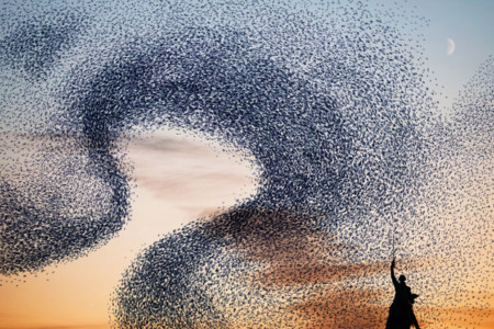 Stunning Photos of Starling Murmurations that Aren't | PetaPixel