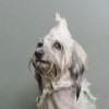 Humor: Portraits of Wet Dogs Taken Mid-Bath | PetaPixel