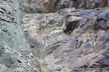 The Incredible Story Behind the First Ever Photos of a Snow Leopard ...