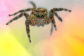 Mesmerizing (or Terrifying?) Macro Photos of Spiders Staring Straight ...