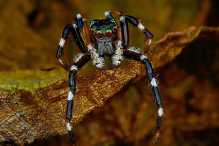 Mesmerizing (or Terrifying?) Macro Photos of Spiders Staring Straight ...