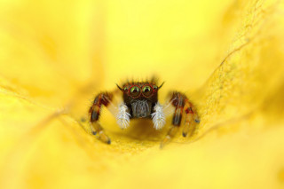 Mesmerizing (or Terrifying?) Macro Photos of Spiders Staring Straight at the Camera | PetaPixel