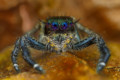 Mesmerizing (or Terrifying?) Macro Photos of Spiders Staring Straight at the Camera | PetaPixel
