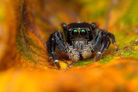 Mesmerizing (or Terrifying?) Macro Photos of Spiders Staring Straight ...