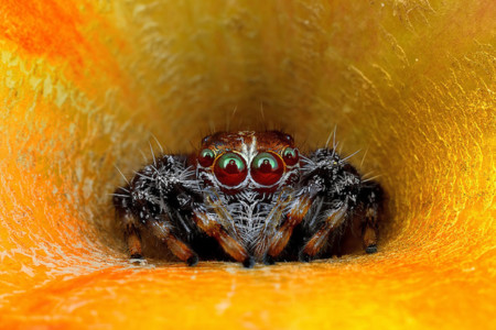 Mesmerizing (or Terrifying?) Macro Photos of Spiders Staring Straight at the Camera | PetaPixel