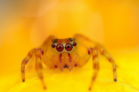 Mesmerizing (or Terrifying?) Macro Photos of Spiders Staring Straight at the Camera | PetaPixel
