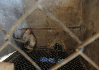 We Animals: Powerful Photos Highlight the Plight of Animals in ...
