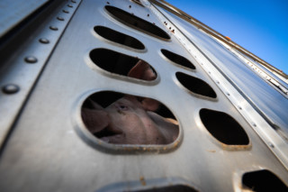 We Animals: Powerful Photos Highlight the Plight of Animals in ...