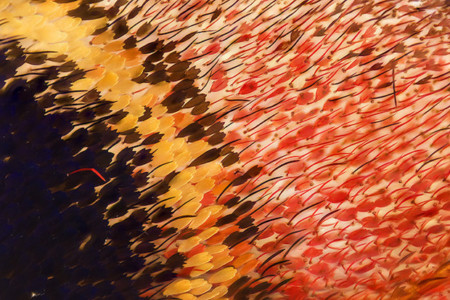 Breathtaking Microscope Photos of Moth & Butterfly Wings | PetaPixel