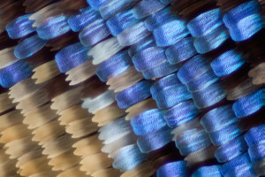 Breathtaking Microscope Photos of Moth & Butterfly Wings | PetaPixel