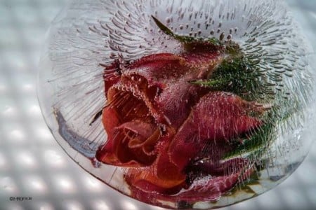 Mesmerizing Photos of Frozen Flowers by Mo Devlin | PetaPixel