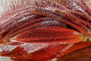 Mesmerizing Photos of Frozen Flowers by Mo Devlin | PetaPixel