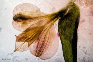 Mesmerizing Photos of Frozen Flowers by Mo Devlin | PetaPixel