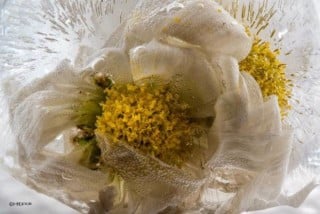 Mesmerizing Photos of Frozen Flowers by Mo Devlin | PetaPixel