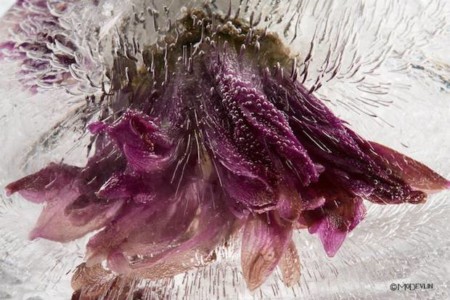 Mesmerizing Photos of Frozen Flowers by Mo Devlin | PetaPixel