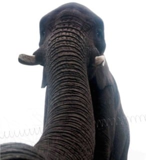 Behold the World's First Elephant Selfie... an "Elfie" | PetaPixel