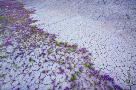 Photographer Captures Spectacular Floral Display in the Middle of ...