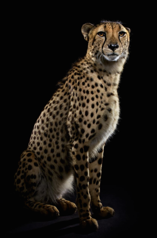 Dramatic Studio Portraits of Big Cats by NatGeo Photographer Vincent J ...